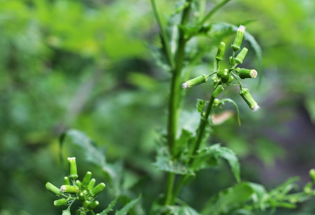 66 Square Feet (Plus): Summer Foraging Walks