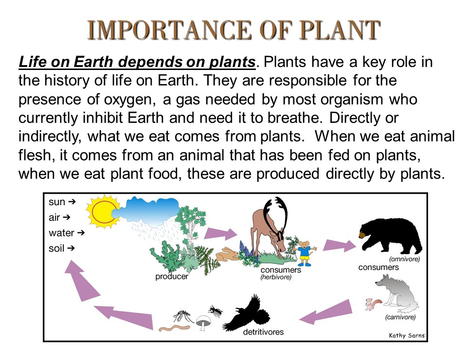 Producer Science Plant