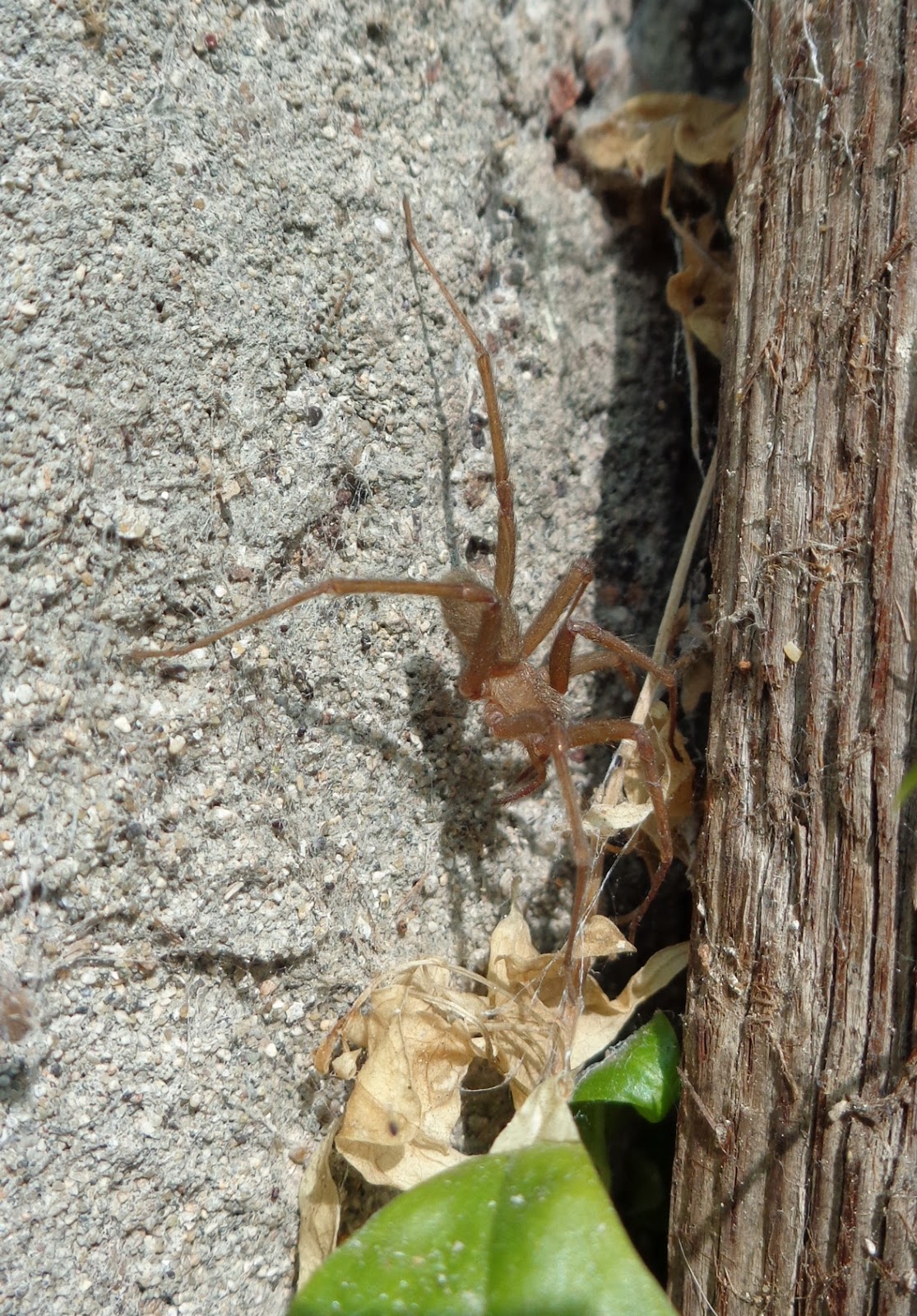 Bichos en Antofagasta: Loxosceles laeta, araña "no tan" de rincón.