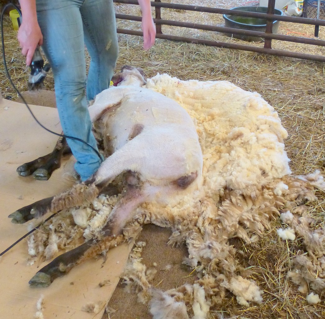 Homestead Hill Farm: Woman VS. Wool