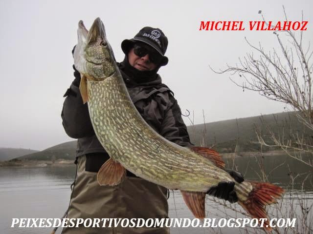 PEIXES DESPORTIVOS DO MUNDO: O LÚCIO - Esox lucius (Linnaeus, 1758)