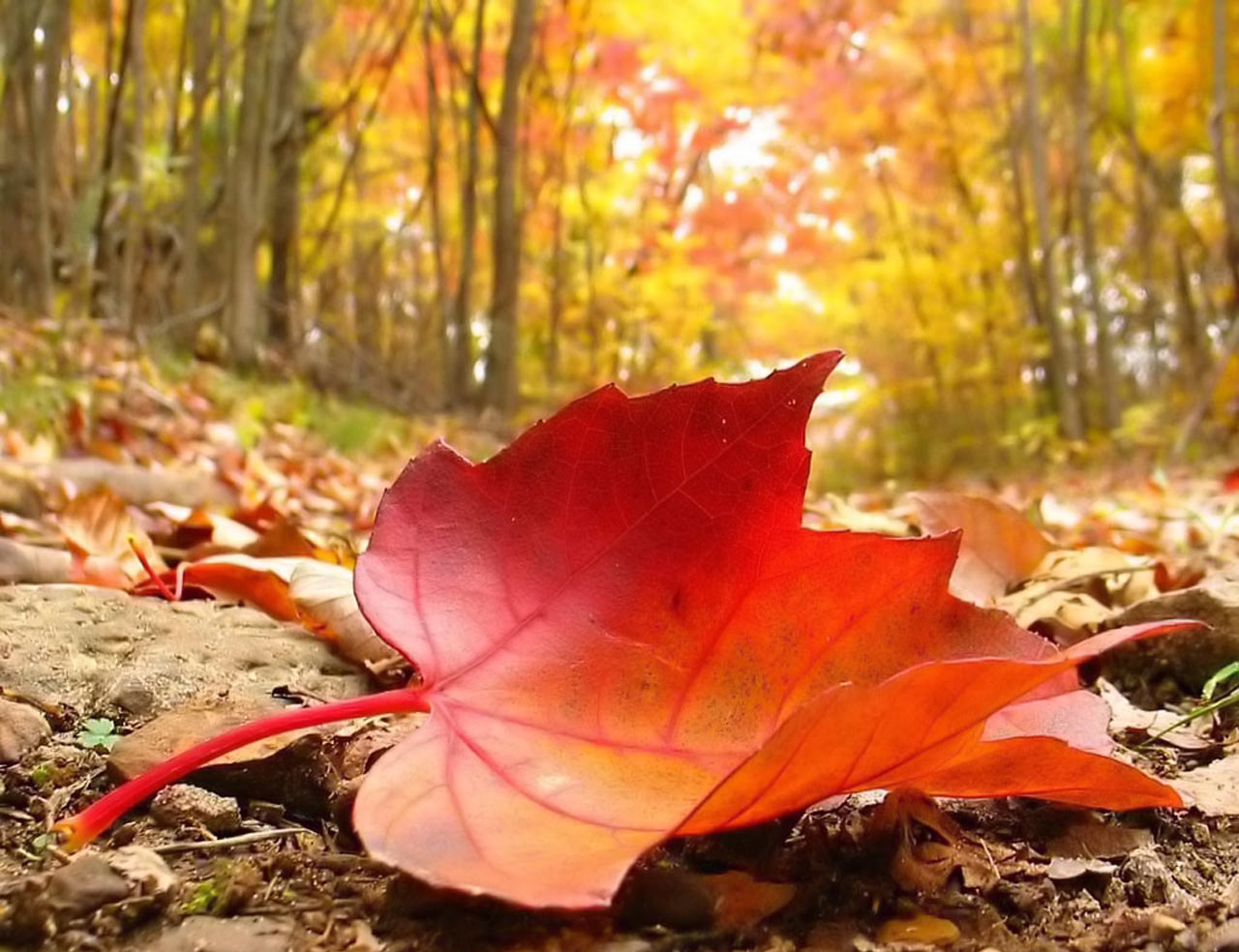 Proses Mekanisme Absisi Daun - Biologizone