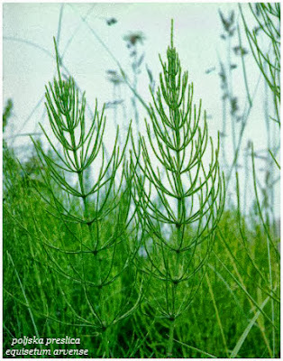 prirodno lecenje biljem