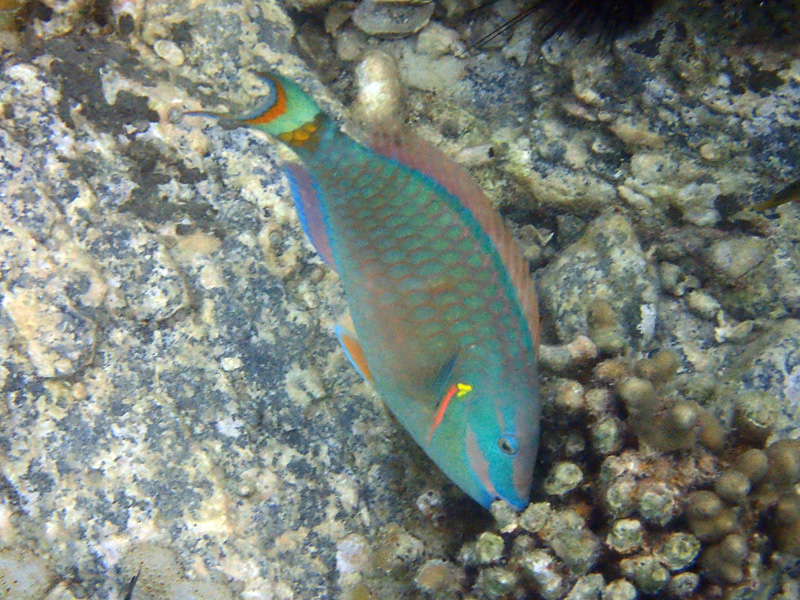 "Live Life Like it's a Vacation": Beaches and snorkeling on St. Thomas