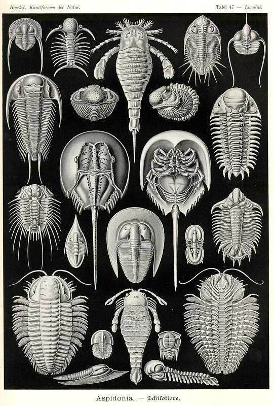 Appendage: Ernst Haeckel - Prints