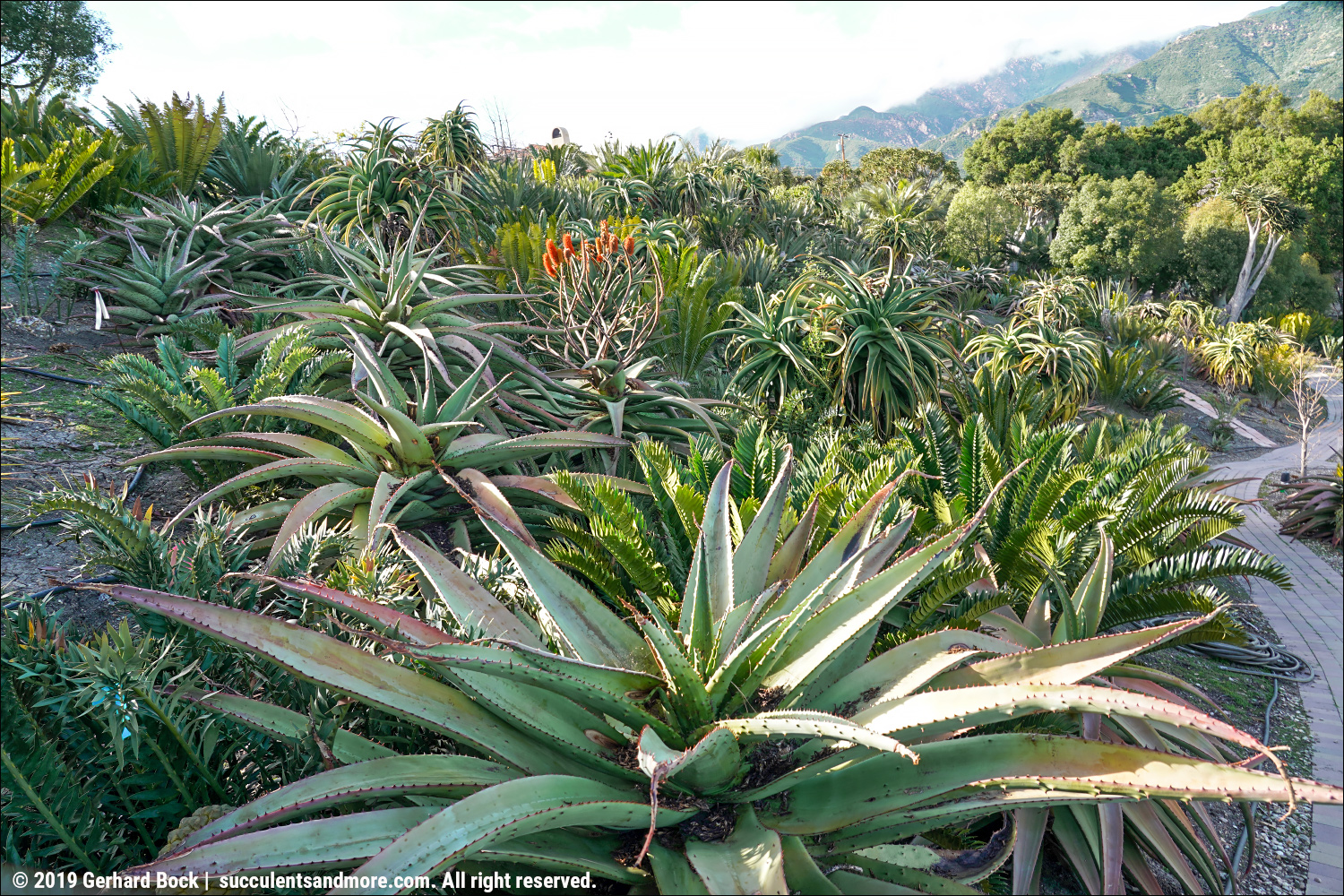 Aloes in Wonderland, the best-ever name for a nursery