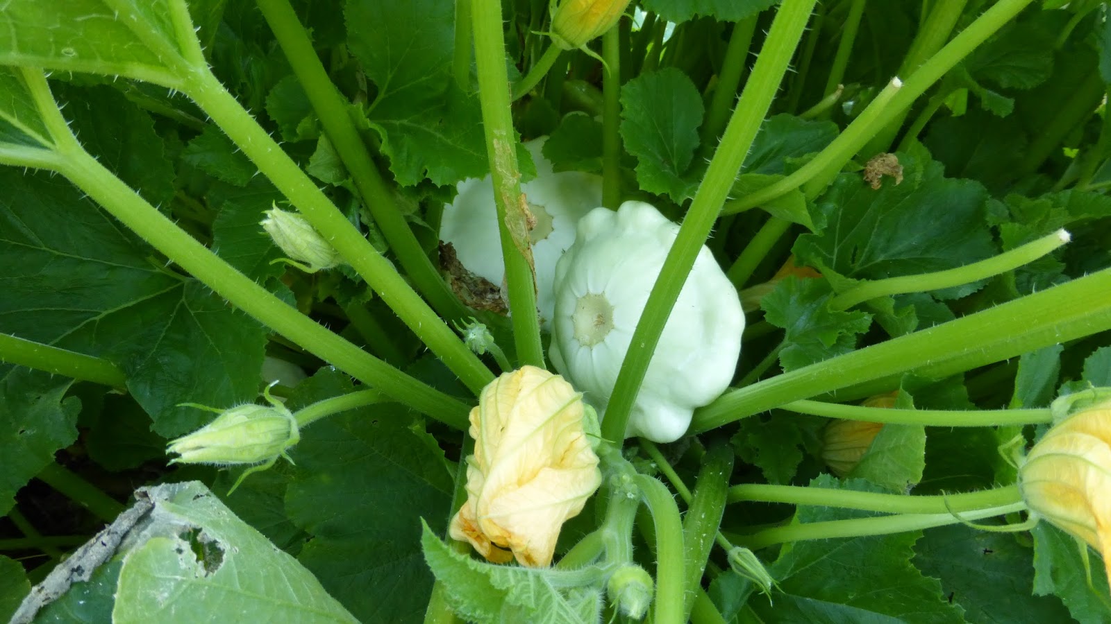 mon jardin entre terre et mer: CUCURBITACEES