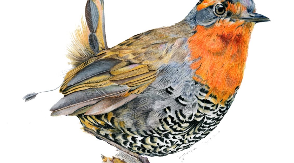 María José Arce - Chucao