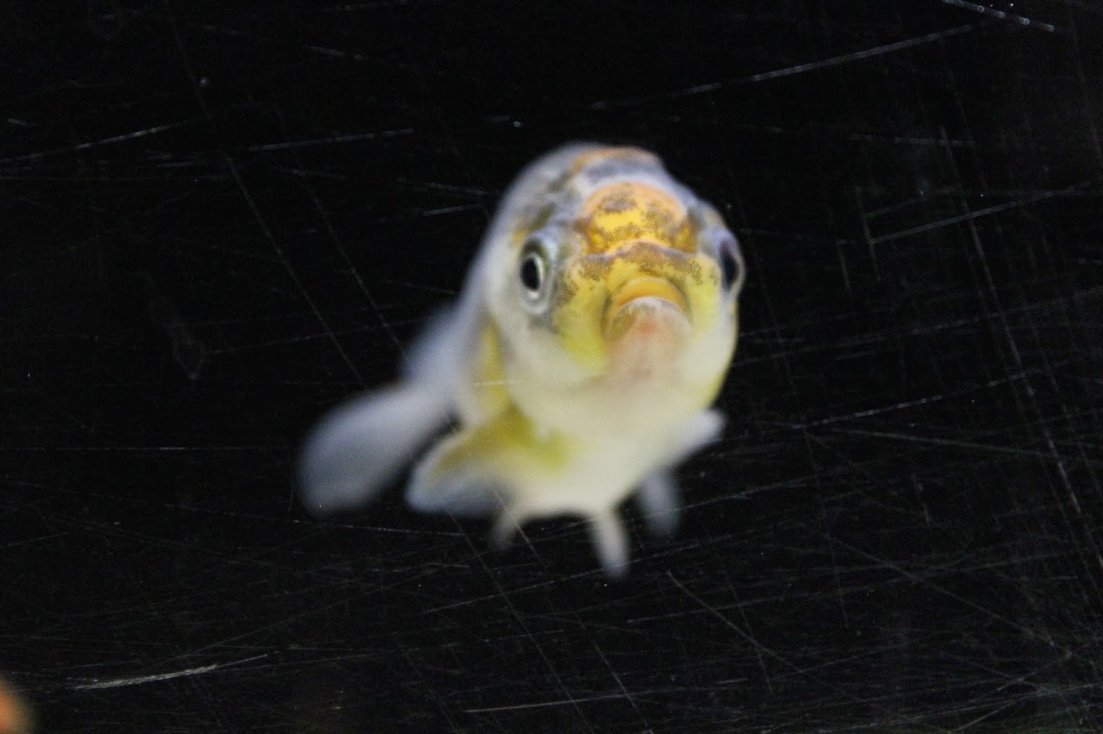 Finatics Tropical Fish
