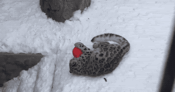 Funny animal gifs - part 244 (10 gifs) | Amazing Creatures