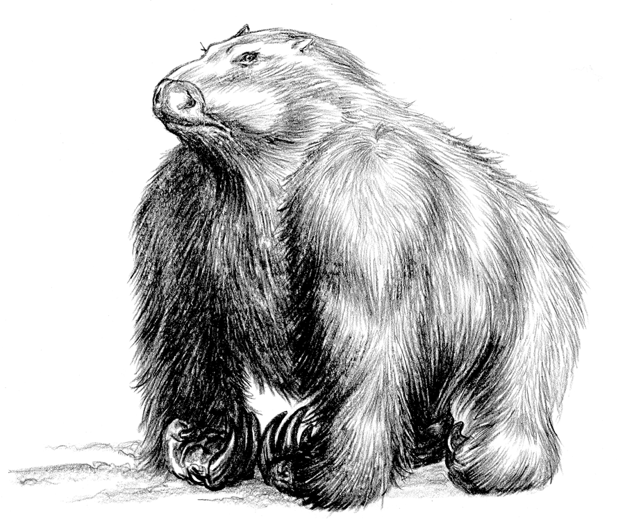 EL CRIPTOZOO: Mapinguarí