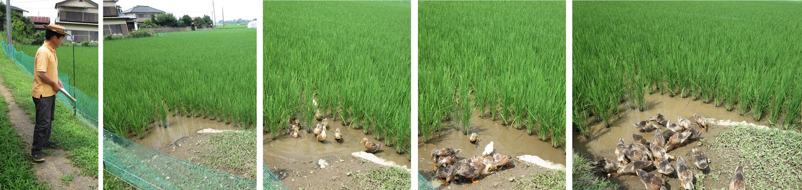 Yuko's Japan Guide: Aigamo-duck Method's Rice Paddies In Hachioji City ...