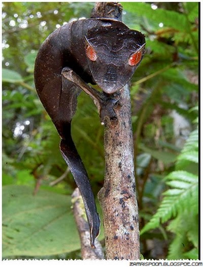 Keunikan Cicak Tokek Daun Setan Punyai Wajah Ngeri. - Gaban Comel