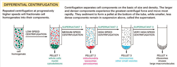 Centrifugation - JungleKey.fr Image #50