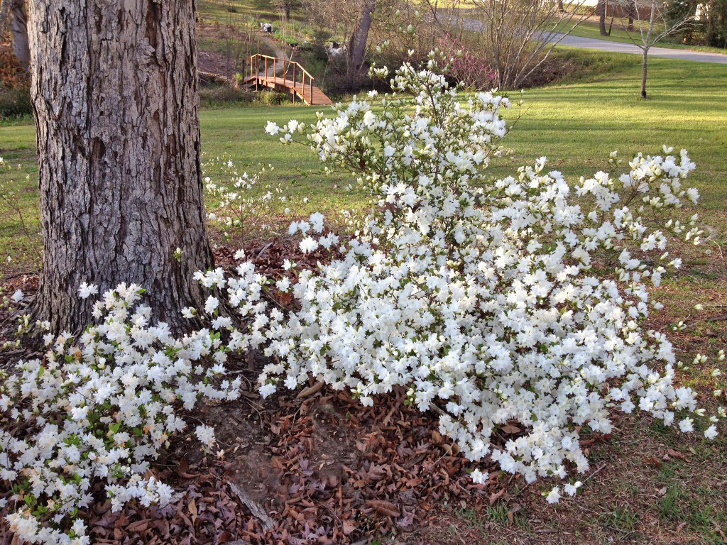 MARIETTE'S BACK TO BASICS: {Our Sherwood White Azaleas}