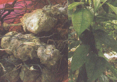 Provider to experience the beauty of the ocean: Taman Herba Tasik Kenyir