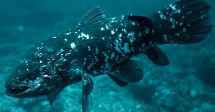 Blog de la Vida Prehistórica: Los Sarcopterigios
