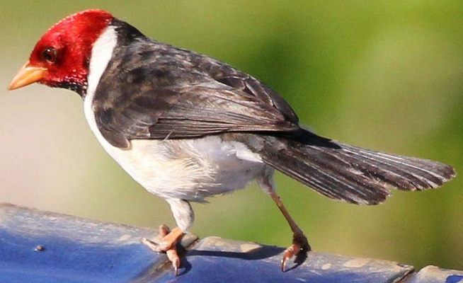 Birds of a Feather: Yellow Billed Cardinal