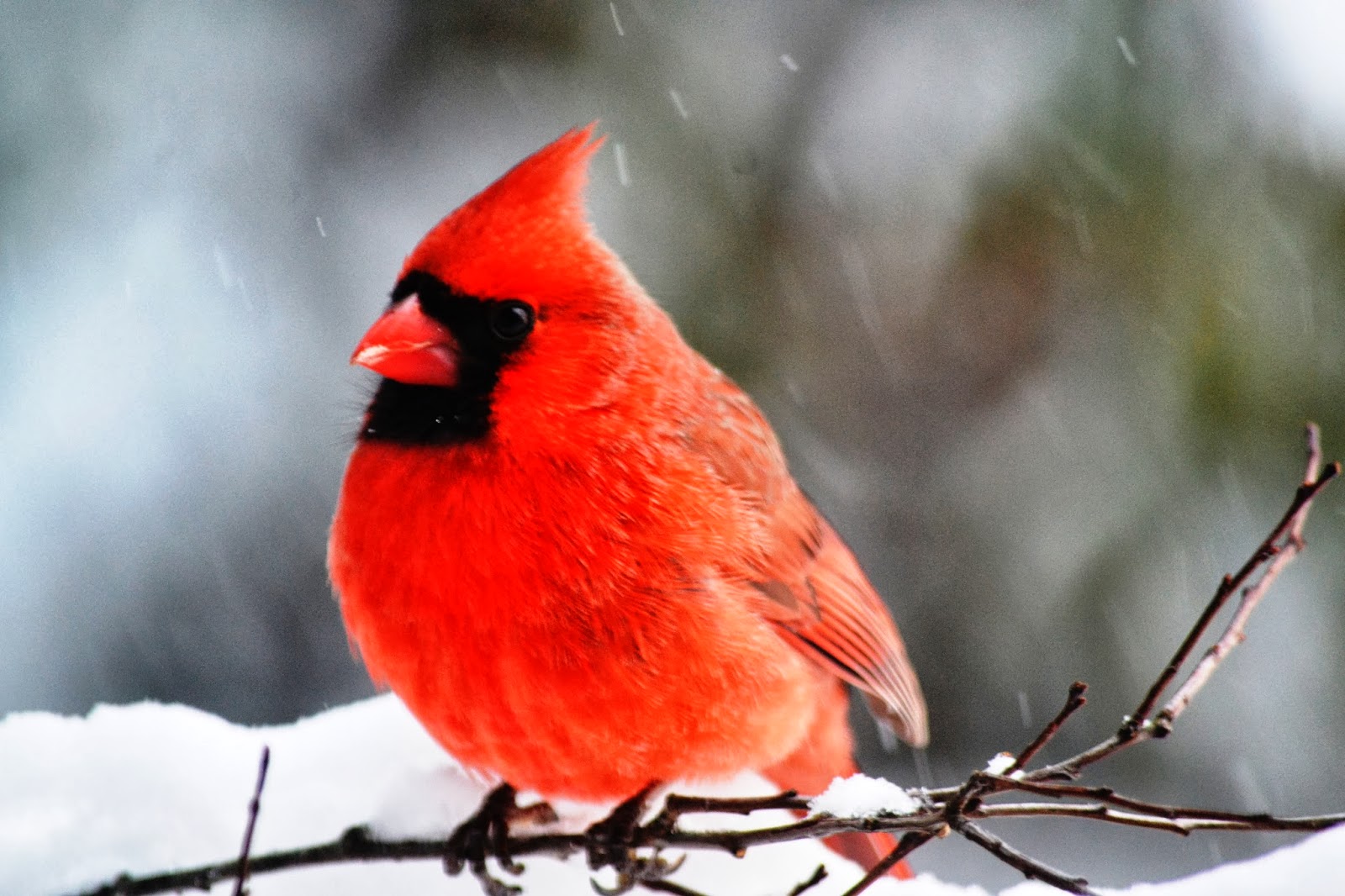 It's All About Purple: My Feathered Friends