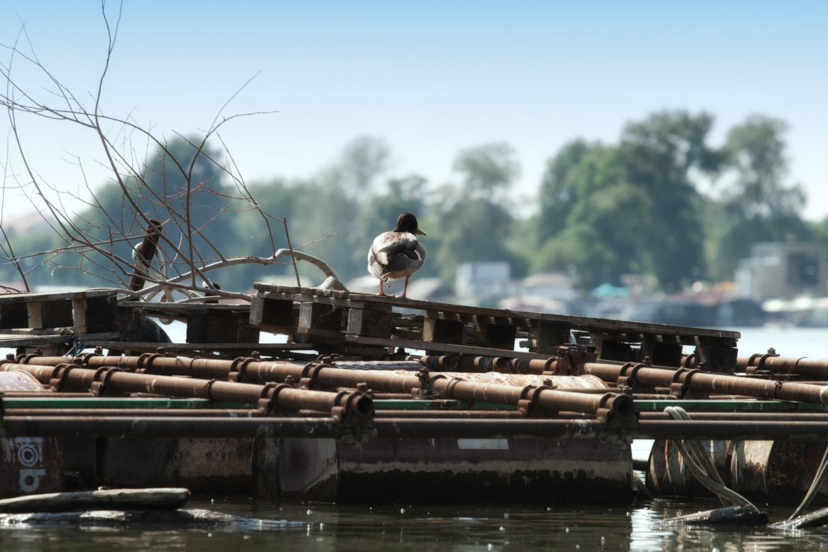 River Sava - from Ada Medjica to Ada Bridge ~ Kayaking Serbia ...