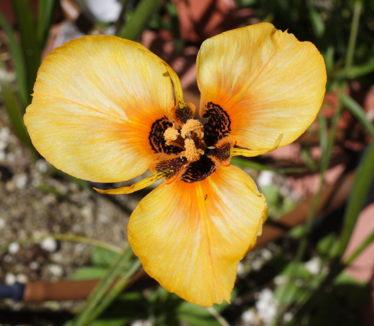 Growing Cool Plants: Moraea MM 13-10