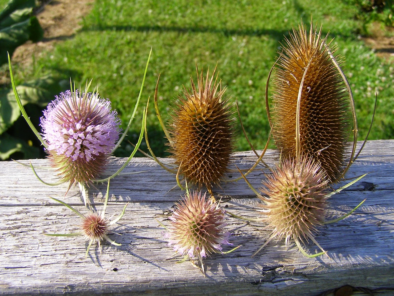 Blue Jay Barrens: Teasel Topping Time