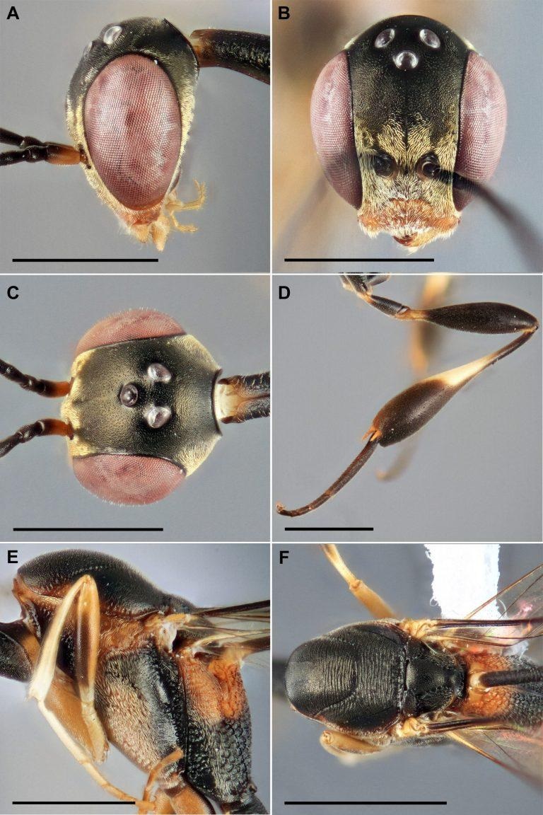 Species New to Science: [Entomology • 2018] Gasteruption tomanivi ...