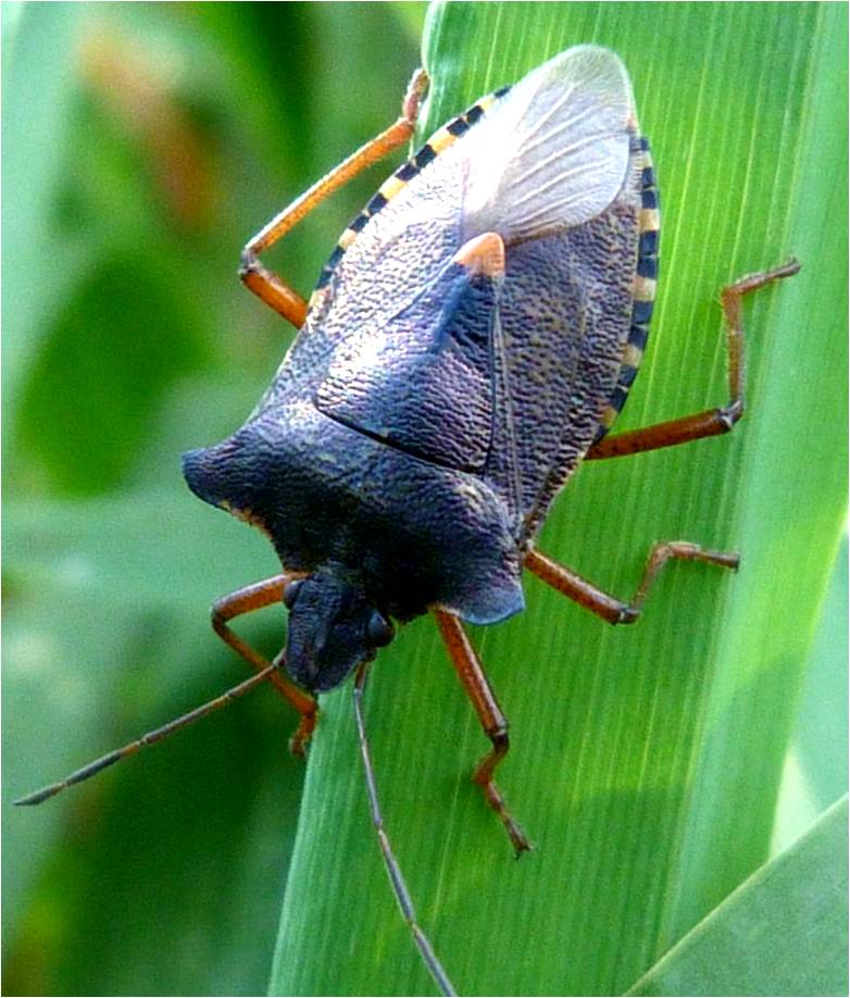 Insects of Scotland: True Bugs
