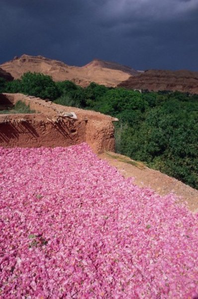 THE VIEW FROM FEZ: 51st edition of the Festival of Roses in the village ...