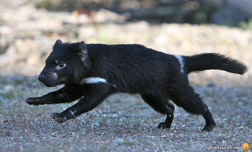 Powstrzymywanie się od działania jest także działaniem: Diabeł ...