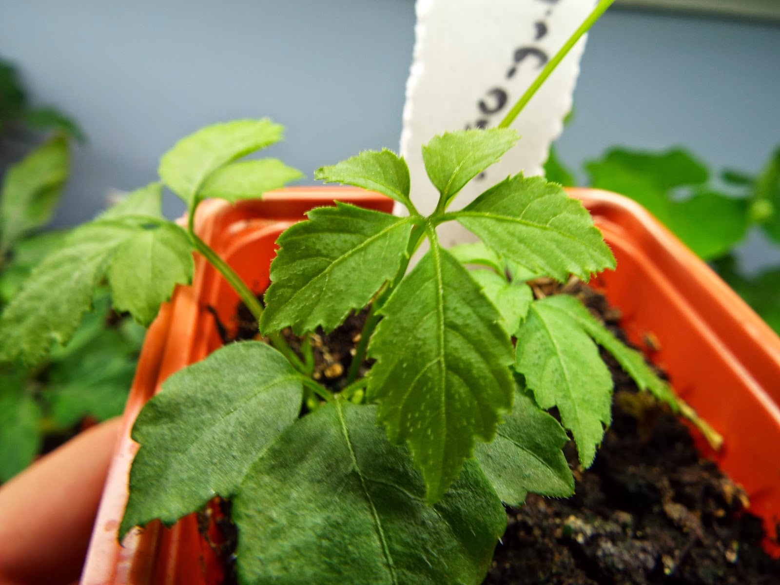 Plant Adventurer: Gynostemma pentaphyllum