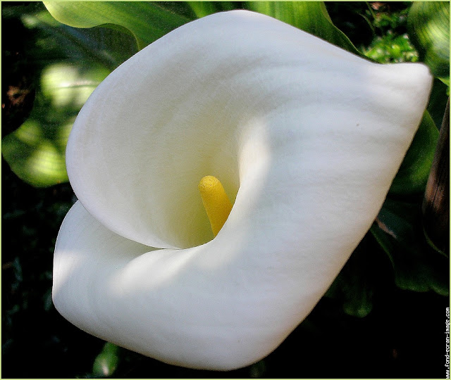 arumflower: Arum, calla: une floraison de toute beauté