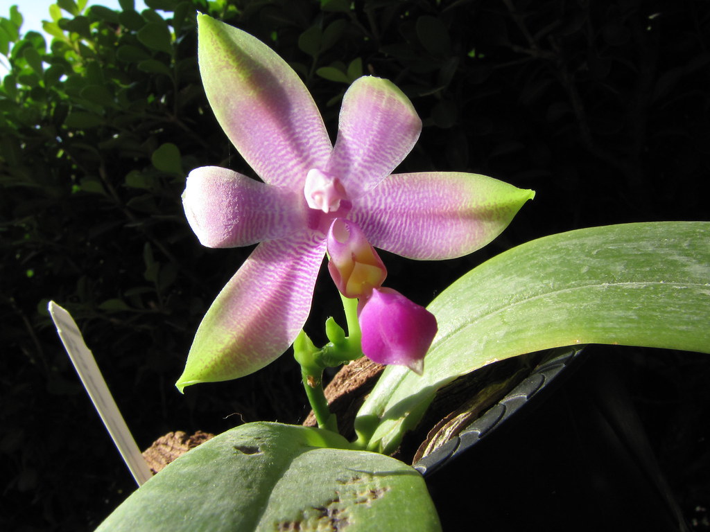 Phalaenopsis violacea care and culture | Travaldo's blog