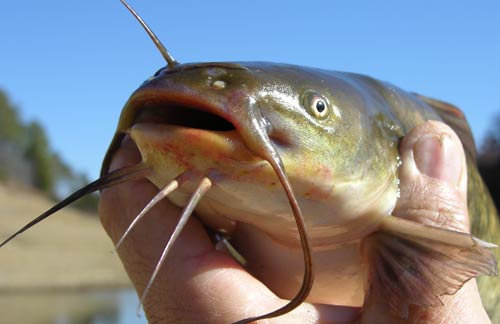 A View from the Beach: Fish Health Improves in the Anacostia