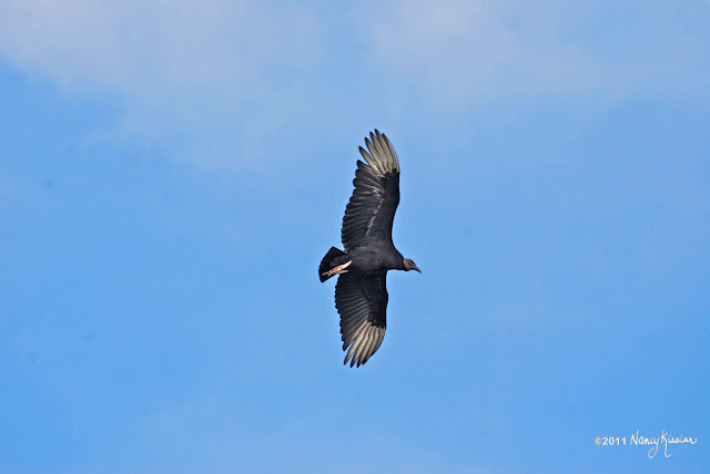 Wild About Texas: King of the Texas Skies