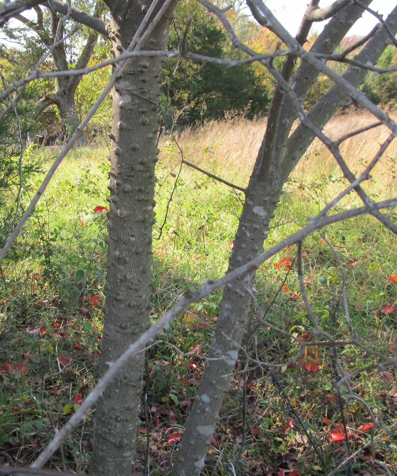Galla Creek Ephemeris: Toothache Tree