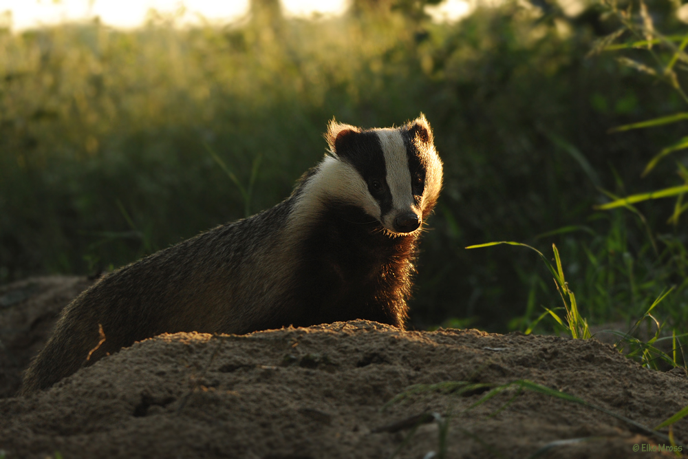 naturfoto-mross: Dachs