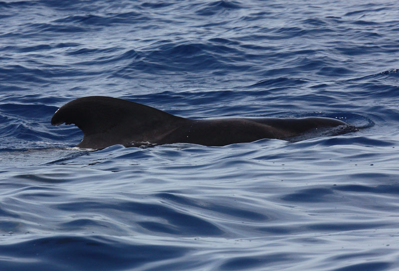 Vuelvepiedras. Aves del interior peninsular y más allá: Marinas y ...