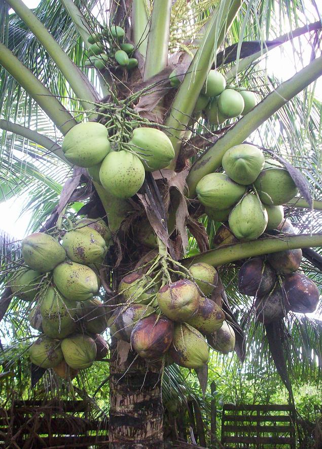 Semua Menjadi: Kebun Kelapa Mak Saya