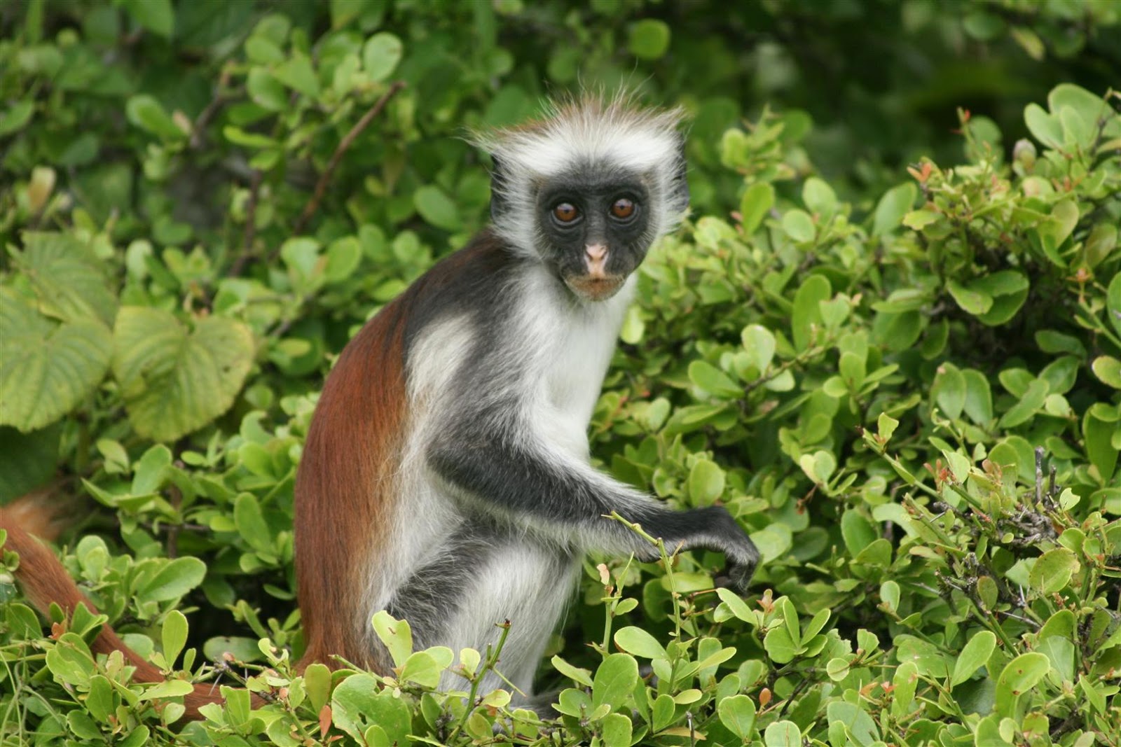 Deux Indiens dans l'Océan: Zanzibar: colobes rouges