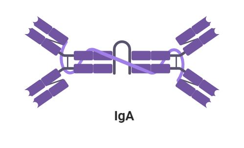 MICROBIOLOGY BLOG FOR STUDENTS (MBLOGSTU): ANTIBODY