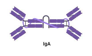 MICROBIOLOGY BLOG FOR STUDENTS (MBLOGSTU): ANTIBODY