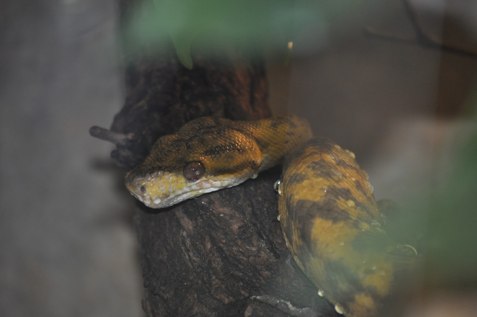 ZOOTOGRAFIANDO (6.100 ANIMALS): BOA ARBORÍCOLA AMAZÓNICA / AMAZON TREE ...