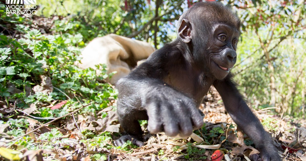 Baby Yola confident as she learns gorilla ways