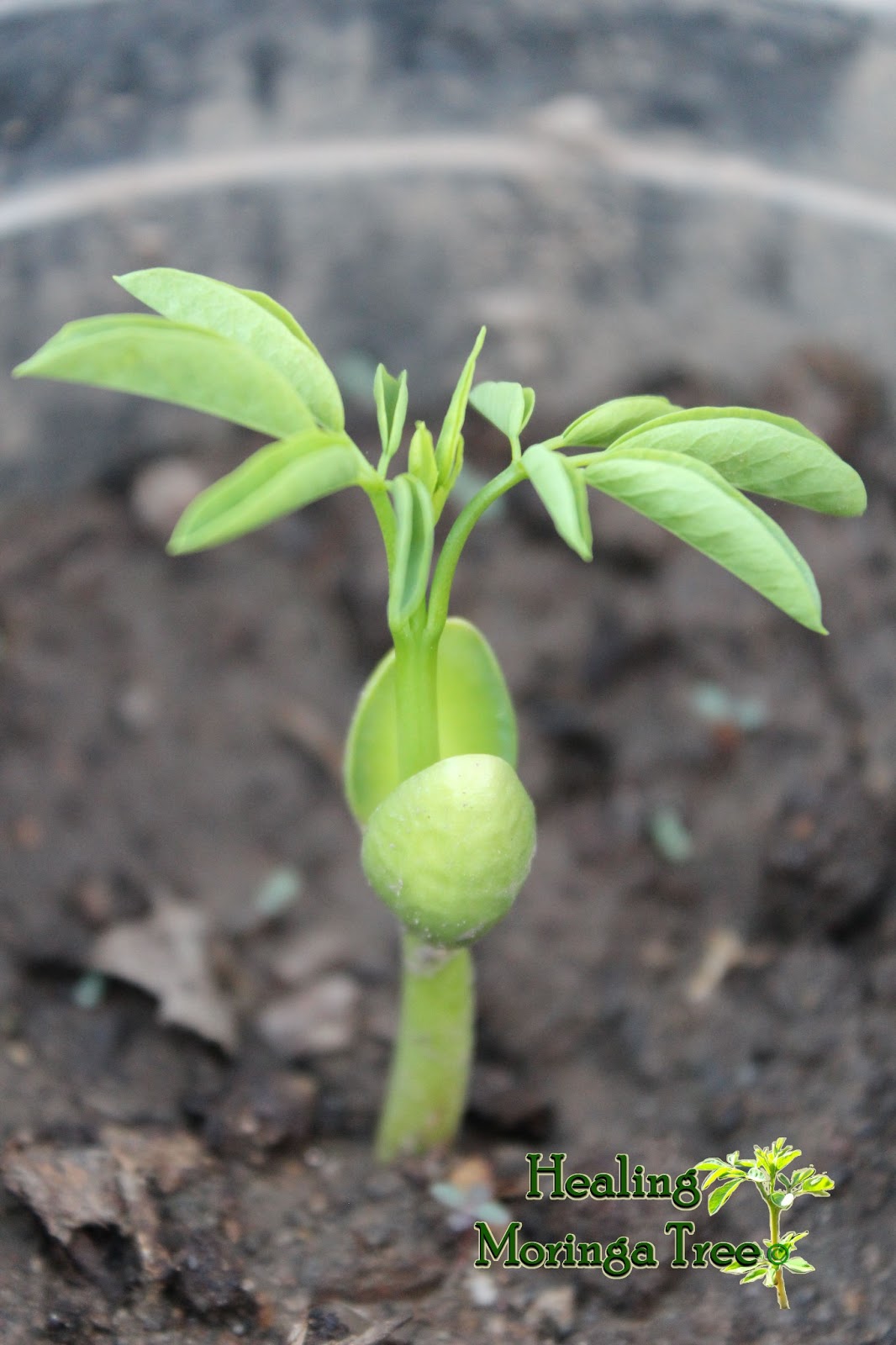Organic Moringa Trees, Tree of LIFE, Inland empire CA: Photography ...