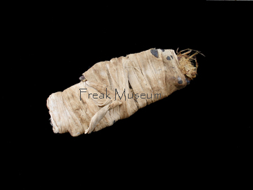 Freak Museum A Private Collection: Man is...