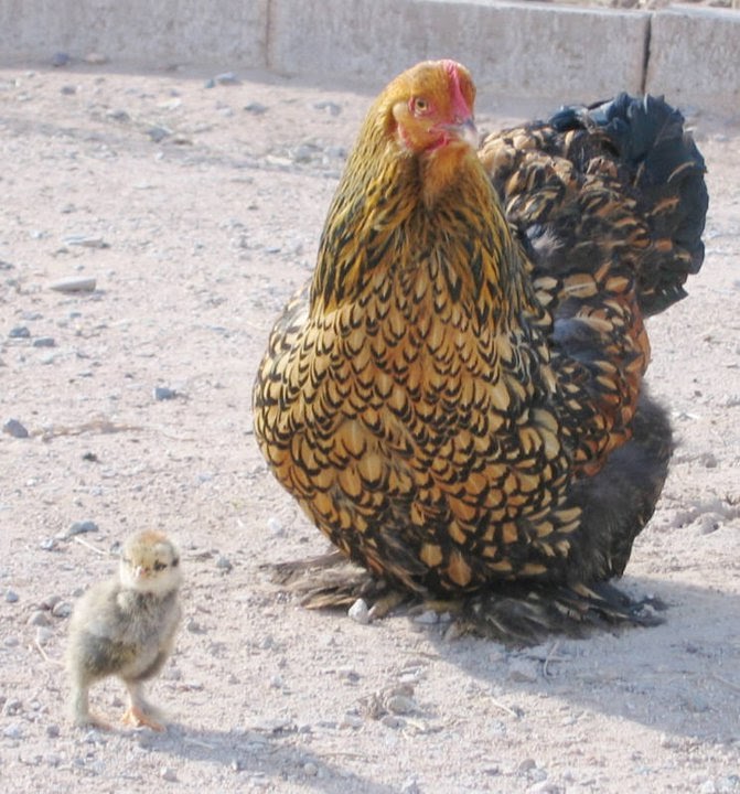 Freckled Citizen: Chicken Watch!
