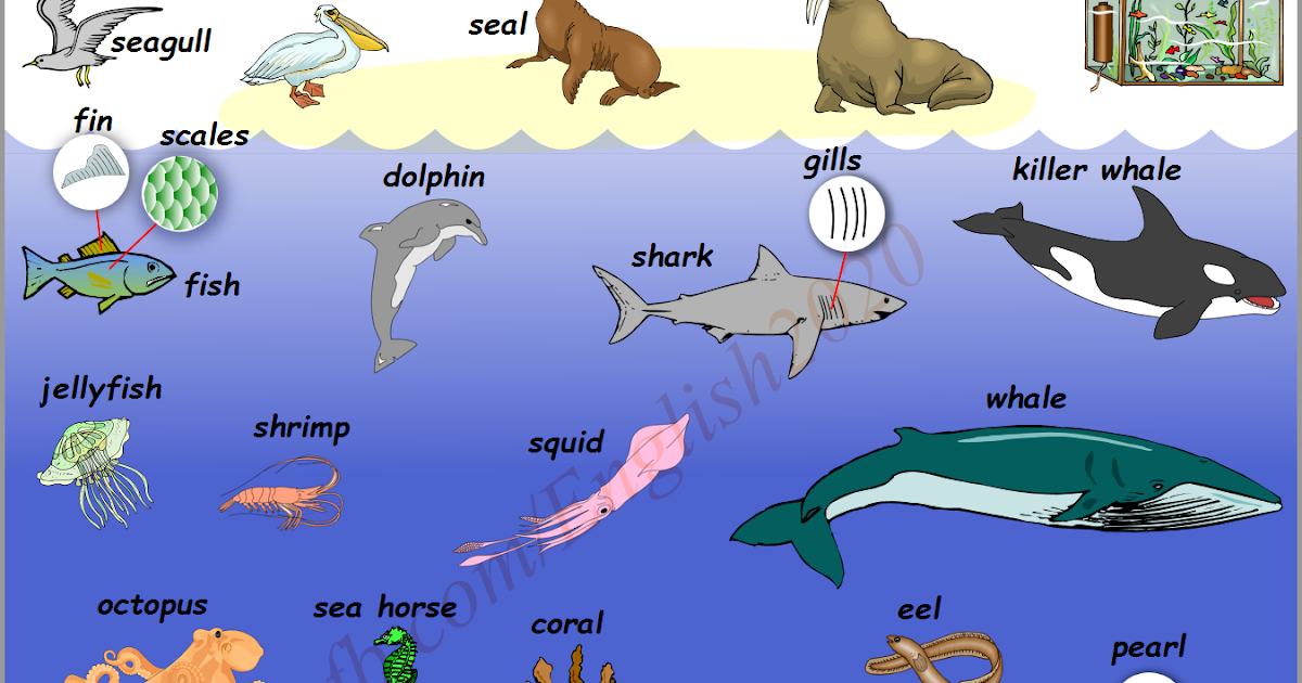 TIERNOS´ ENGLISH CORNER : Unit 5: Under the Sea Vocabulary (3rd Grade)