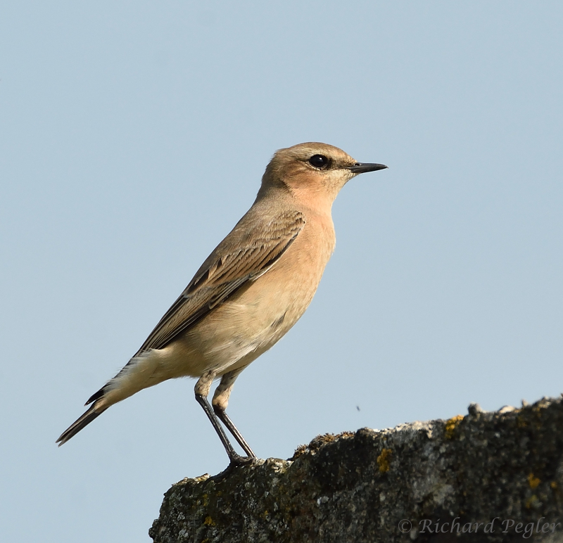 Richard Pegler's 'Other Birds' Gallery