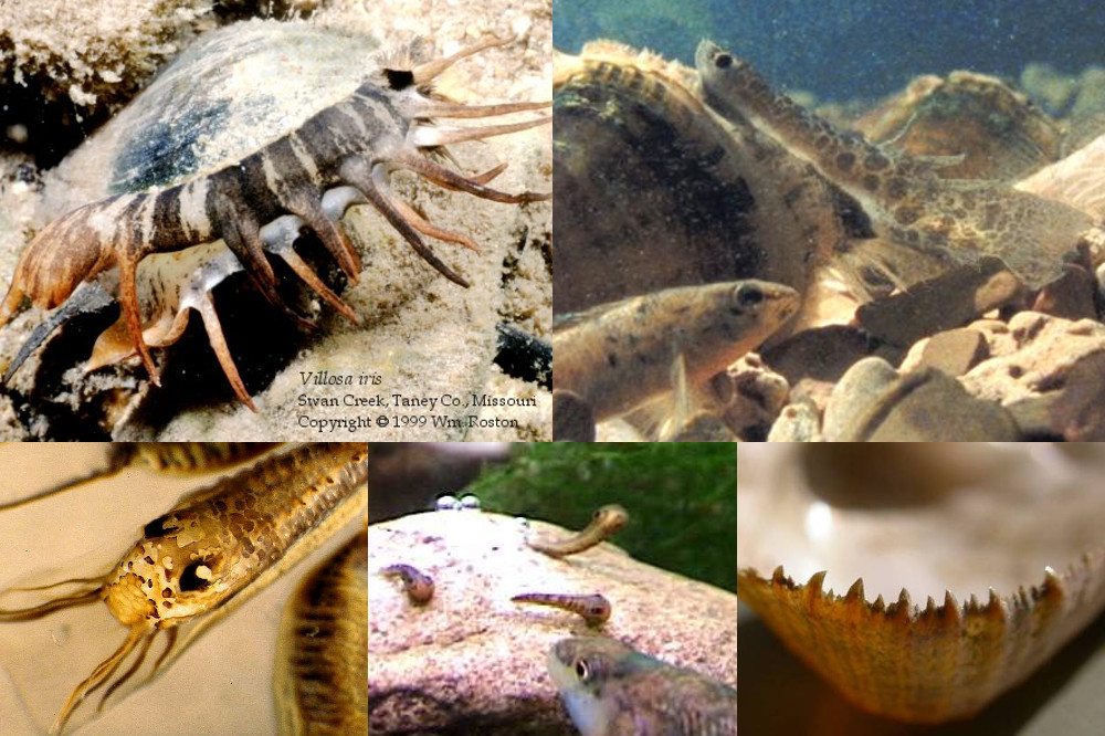 Five images showing Unionid mussels with various features they use to ...